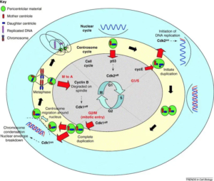 Centrosome - Definition, Structure, Functions, Diagram - Biology Notes ...