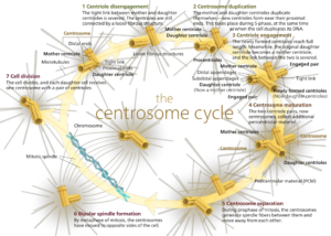 Centrosome - Definition, Structure, Functions, Diagram - Biology Notes ...