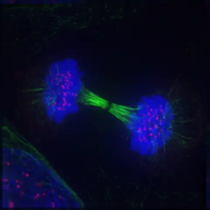 Telophase - Definition, Mechanism, Significance - Biology Notes Online