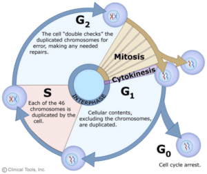 Telophase - Definition, Mechanism, Significance - Biology Notes Online