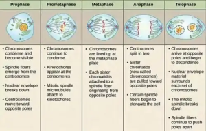 Telophase - Definition, Mechanism, Significance - Biology Notes Online
