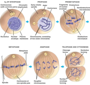 Telophase - Definition, Mechanism, Significance - Biology Notes Online