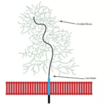 Glycoprotein - Definition, Structure, Functions, Examples - Biology ...