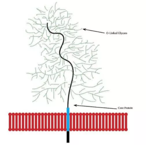 Glycoprotein - Definition, Structure, Functions, Examples - Biology ...