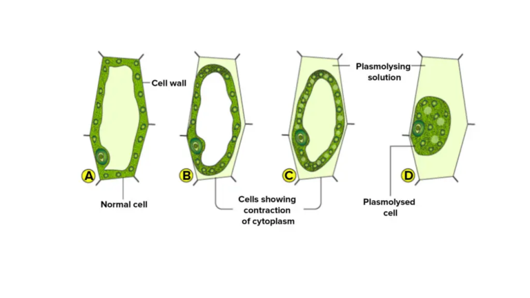 Plasmolysis - Definition, Stages, Functions, Examples, - Biology Notes ...