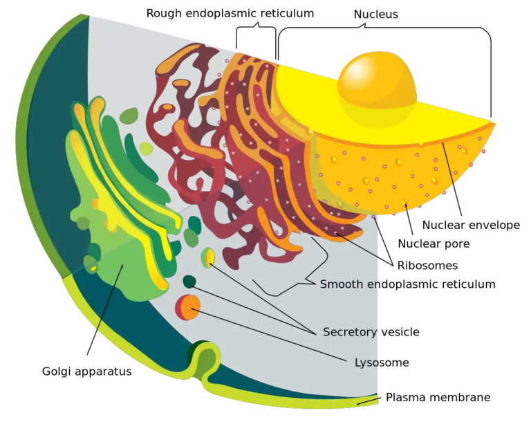 Cell - Definition, Structure, Types, Functions, Examples - Biology ...