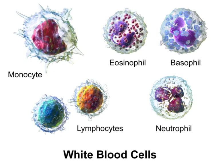 White Blood Cell (Leukocytes) - Definition, Types, Structure, Functions ...