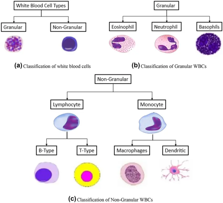 White Blood Cell (Leukocytes) - Definition, Types, Structure, Functions ...