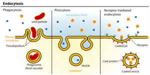 Endocytosis - Definition, Steps, Types, Mechanism, Function, Examples ...