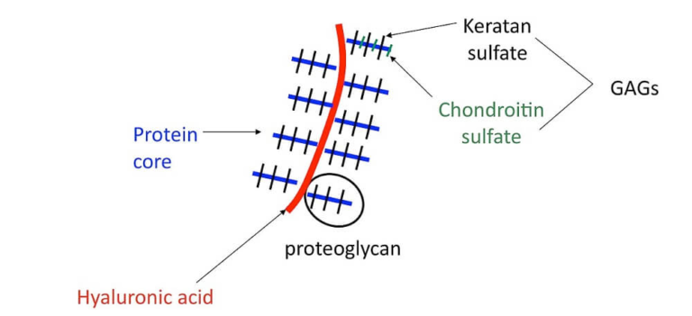 Glycoprotein - Definition, Structure, Functions, Examples - Biology ...