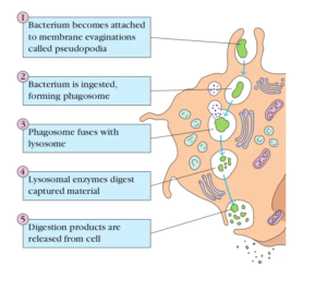 Endocytosis - Definition, Steps, Types, Mechanism, Function, Examples ...