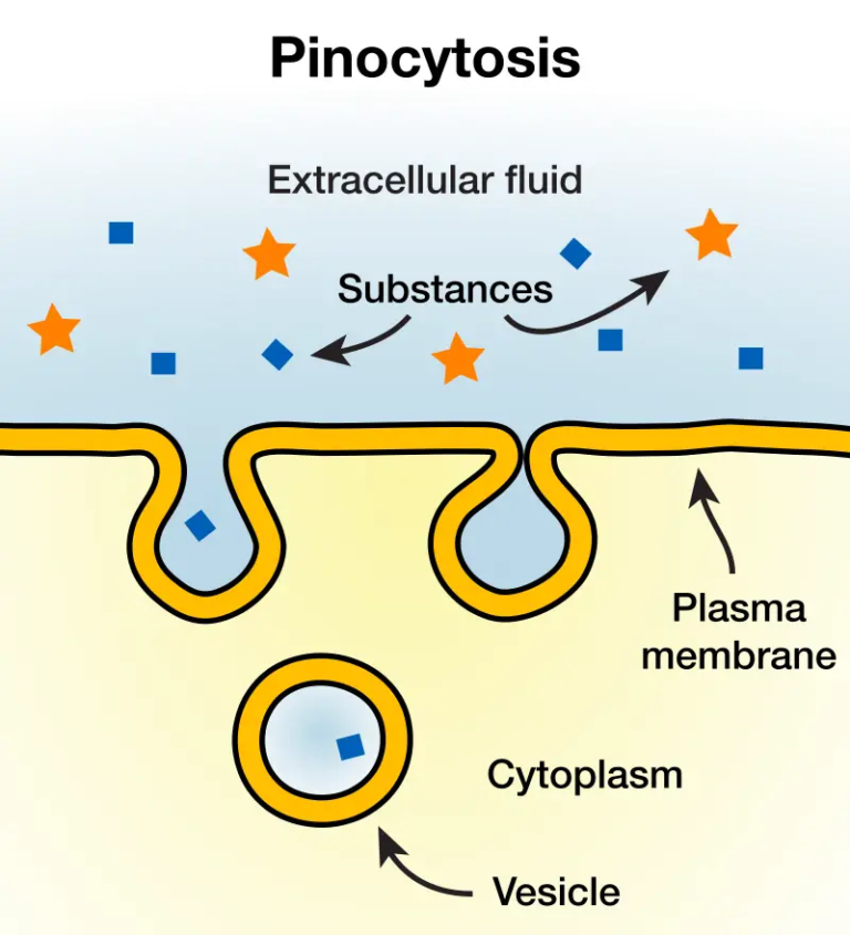 Endocytosis - Definition, Steps, Types, Mechanism, Function, Examples ...