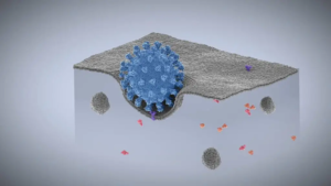 Endocytosis - Definition, Steps, Types, Mechanism, Function, Examples ...