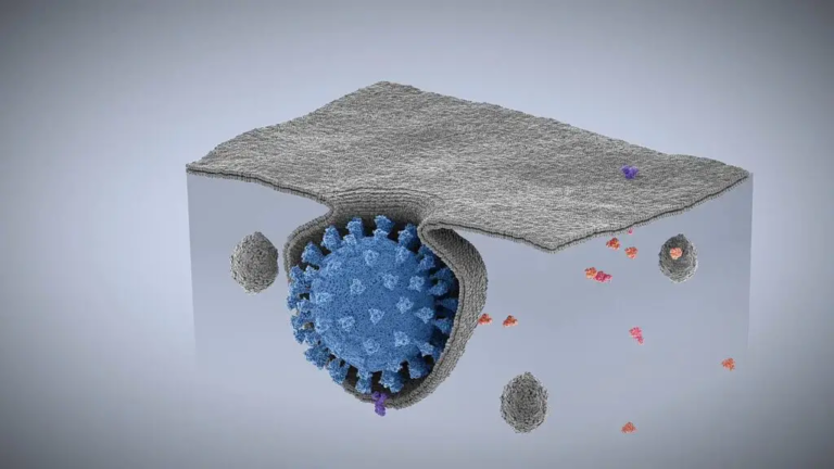 Endocytosis - Definition, Steps, Types, Mechanism, Function, Examples ...