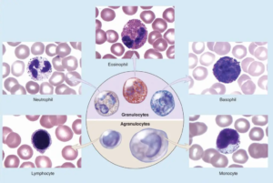 Blood Cells - Definition, Types, Structure and Functions - Biology ...