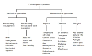 Cell Disruption - Definition, Methods, Application - Biology Notes Online
