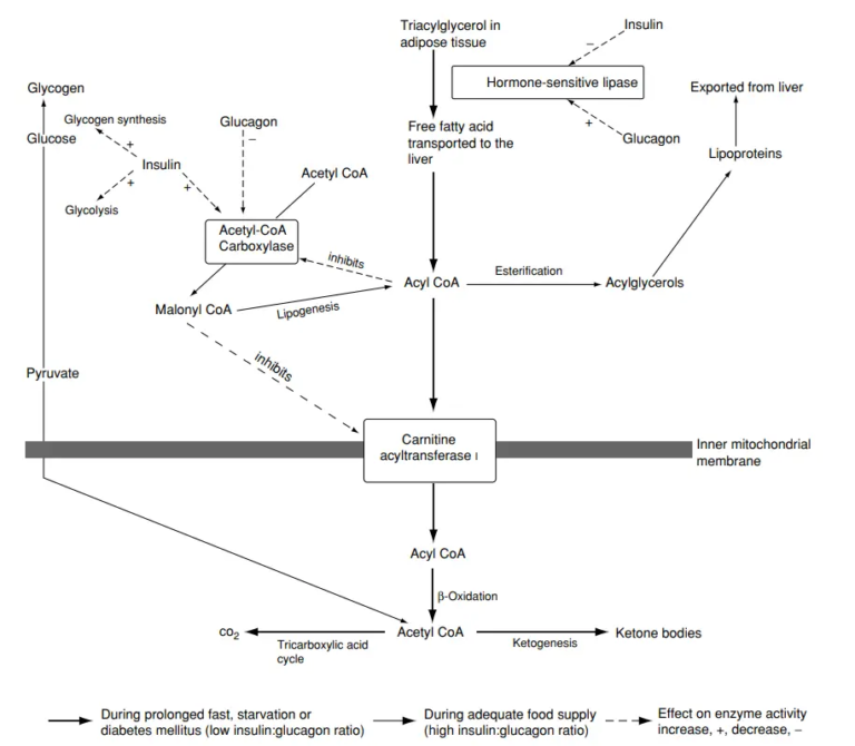 Ketone Bodies - Definition, Structure, Production, Functions - Biology ...