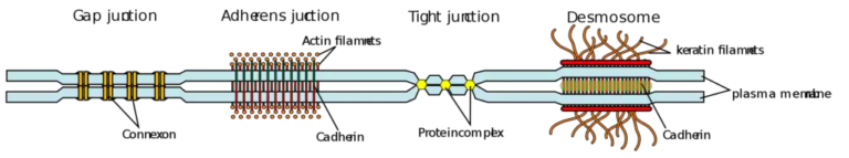 Cellular Junctions - Types and Functions - Biology Notes Online