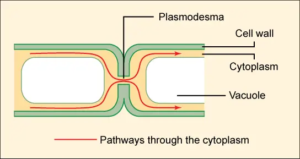 Cellular Junctions - Types and Functions - Biology Notes Online