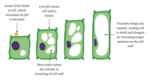 Vacuoles - Definition, Structure, Types, Functions, and Diagram ...