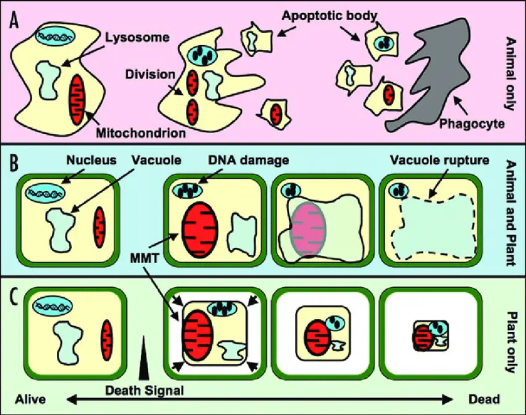 Vacuoles - Definition, Structure, Types, Functions, and Diagram ...