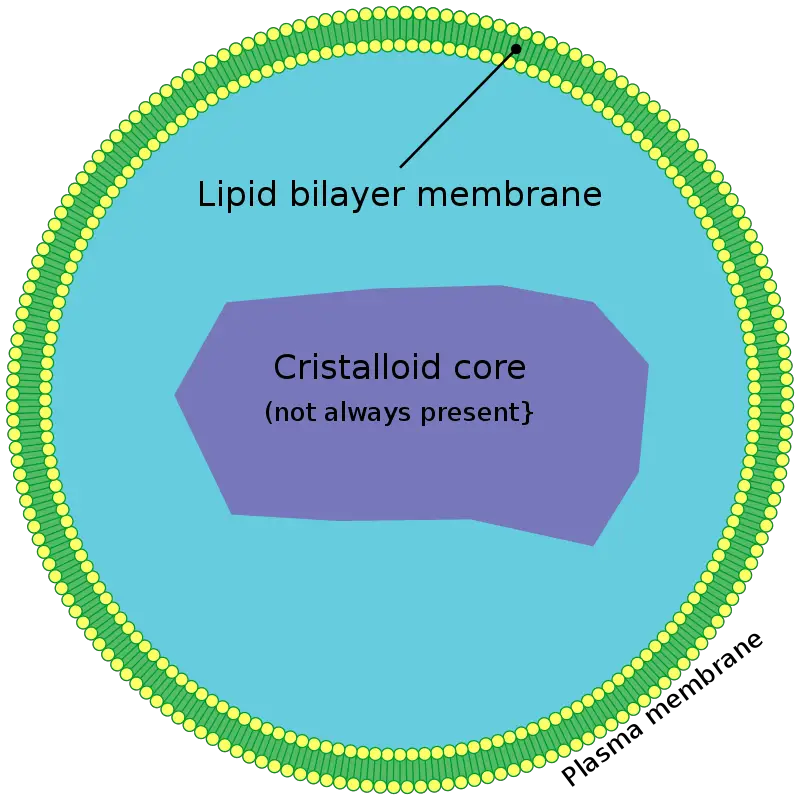Peroxisomes Definition Structure Functions Enzymes More Microbodies