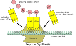 Ribosome - Types, Structure, Function, and Diagram - Biology Notes Online