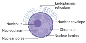 Nucleus - Definition, Structure, Diagram, and Functions - Biology Notes ...