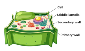 Cell Wall - Definition, Structure, Composition, Functions - Biology ...