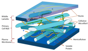 Cell Wall - Definition, Structure, Composition, Functions - Biology ...