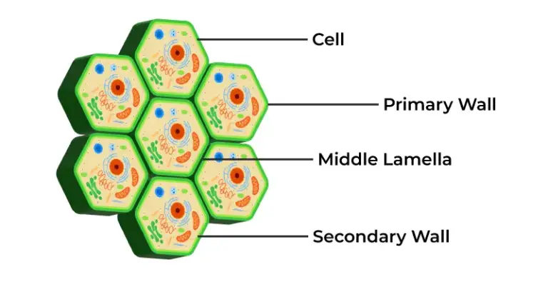 Cell Wall - Definition, Structure, Composition, Functions - Biology ... Cell Wall - Definition, Structure, Composition, Functions - Biology ...