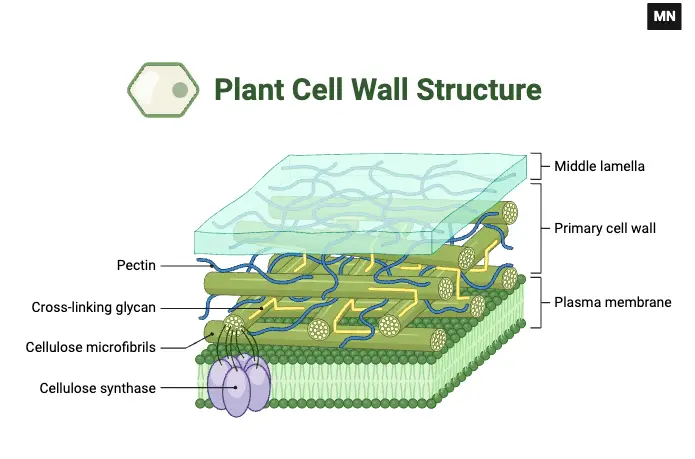 Cell Wall Definition