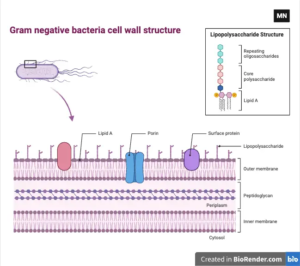 Cell Wall - Definition, Structure, Composition, Functions - Biology ...