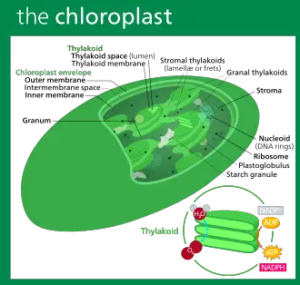 Chloroplast - Definition, Characteristics, Structure, Location ...