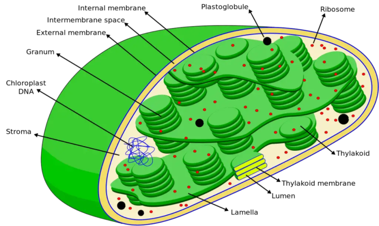 Chloroplast - Definition, Characteristics, Structure, Location ...