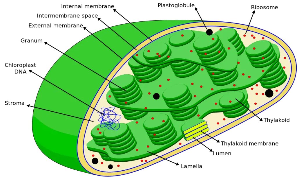 Stroma Plant Cell