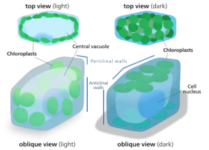 Chloroplast - Definition, Characteristics, Structure, Location ...