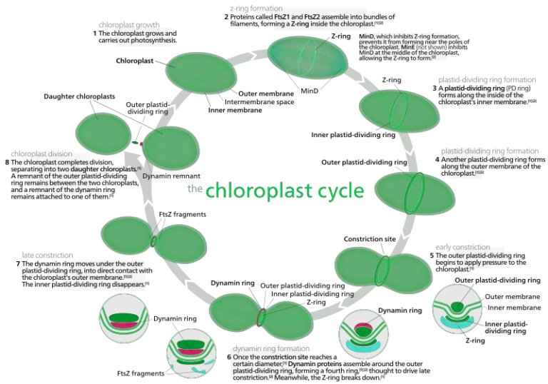 Chloroplast - Definition, Characteristics, Structure, Location ...
