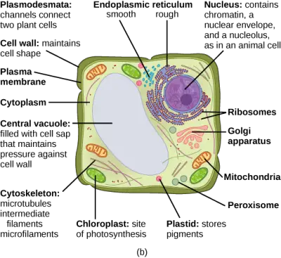 Eukaryotic Cell Structure Eukaryotic Cell Cell Parts Cell Structure