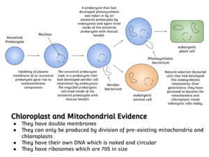 Endosymbiosis - Definition, Theory, Evidence, Examples - Biology Notes ...