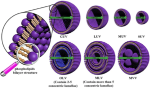 Liposome - Definition, Structure, Composition, Applications - Biology ...