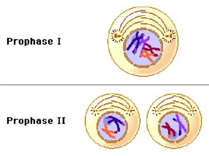 Prophase I - Definition, Stages, Importance - Biology Notes Online
