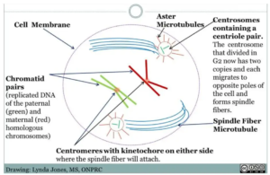 Prophase I - Definition, Stages, Importance - Biology Notes Online