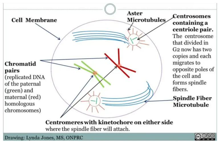 Prophase I - Definition, Stages, Importance - Biology Notes Online