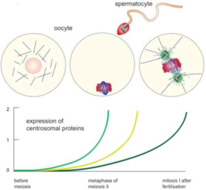 Prophase I - Definition, Stages, Importance - Biology Notes Online