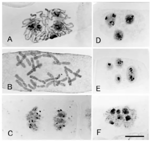 Prophase - Definition, Staining, Steps, Importance - Biology Notes Online