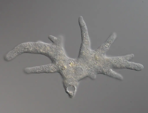 Pseudopod - Definition, Types, Formation, Functions, Examples - Biology ...