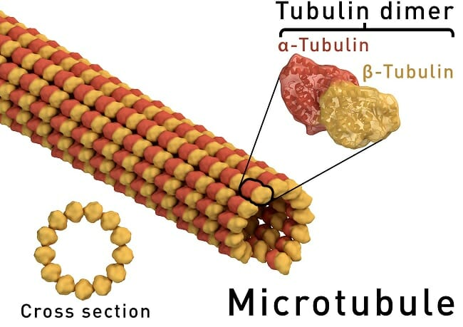 Spindle Fibers Definition Centrioles — Structure & Function Expii