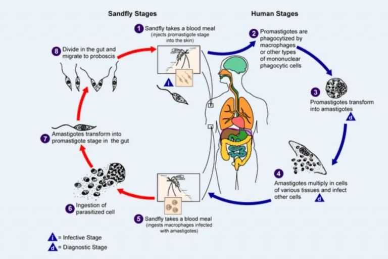 Leishmania donovani - Life cycle, Treatment, Symptoms, Diagnosis ...