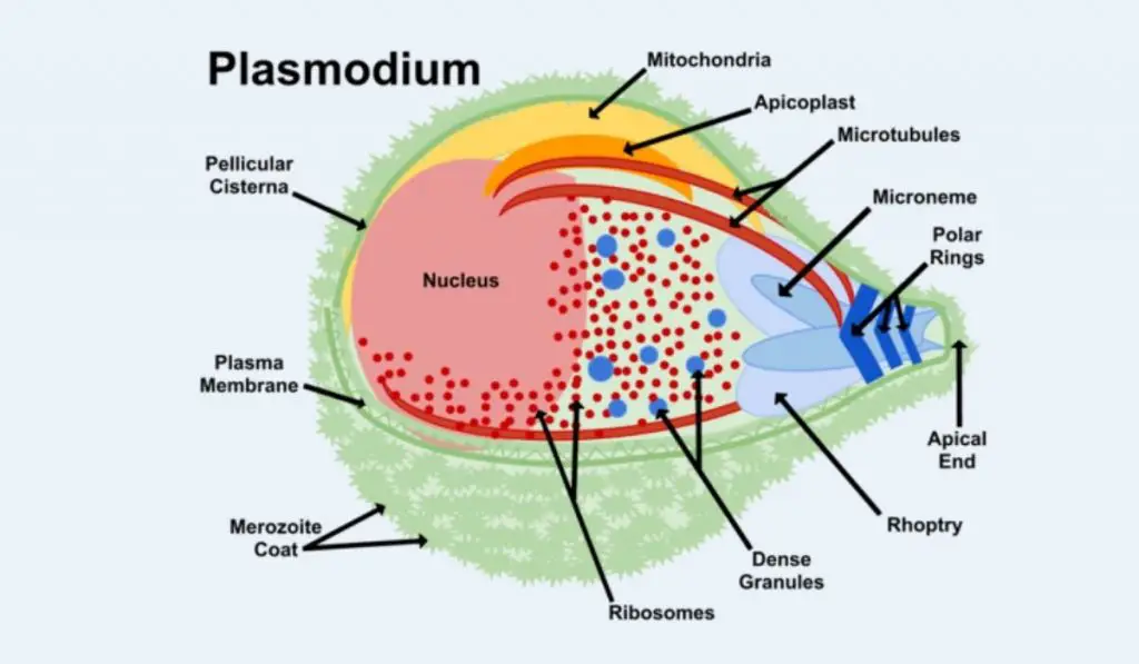 Diagrama De Plasmodium Falciparum The Lancet Progress Against